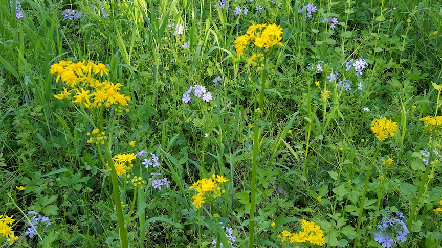 A Dozen Spring Wildflowers You Should Know – M. H. Perry