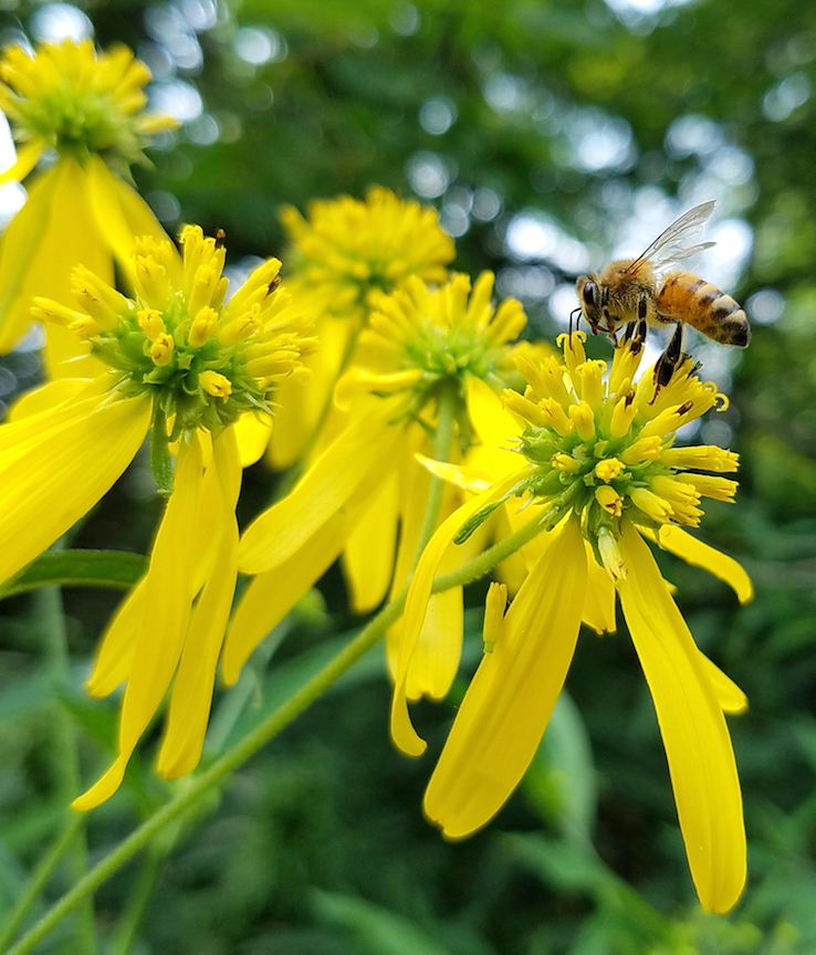 Wingstem – M. H. Perry